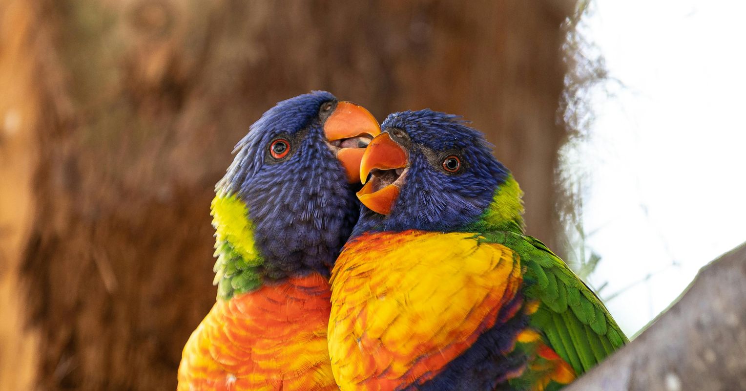 What Birds Can Offer Us in Healing | Psychology Today