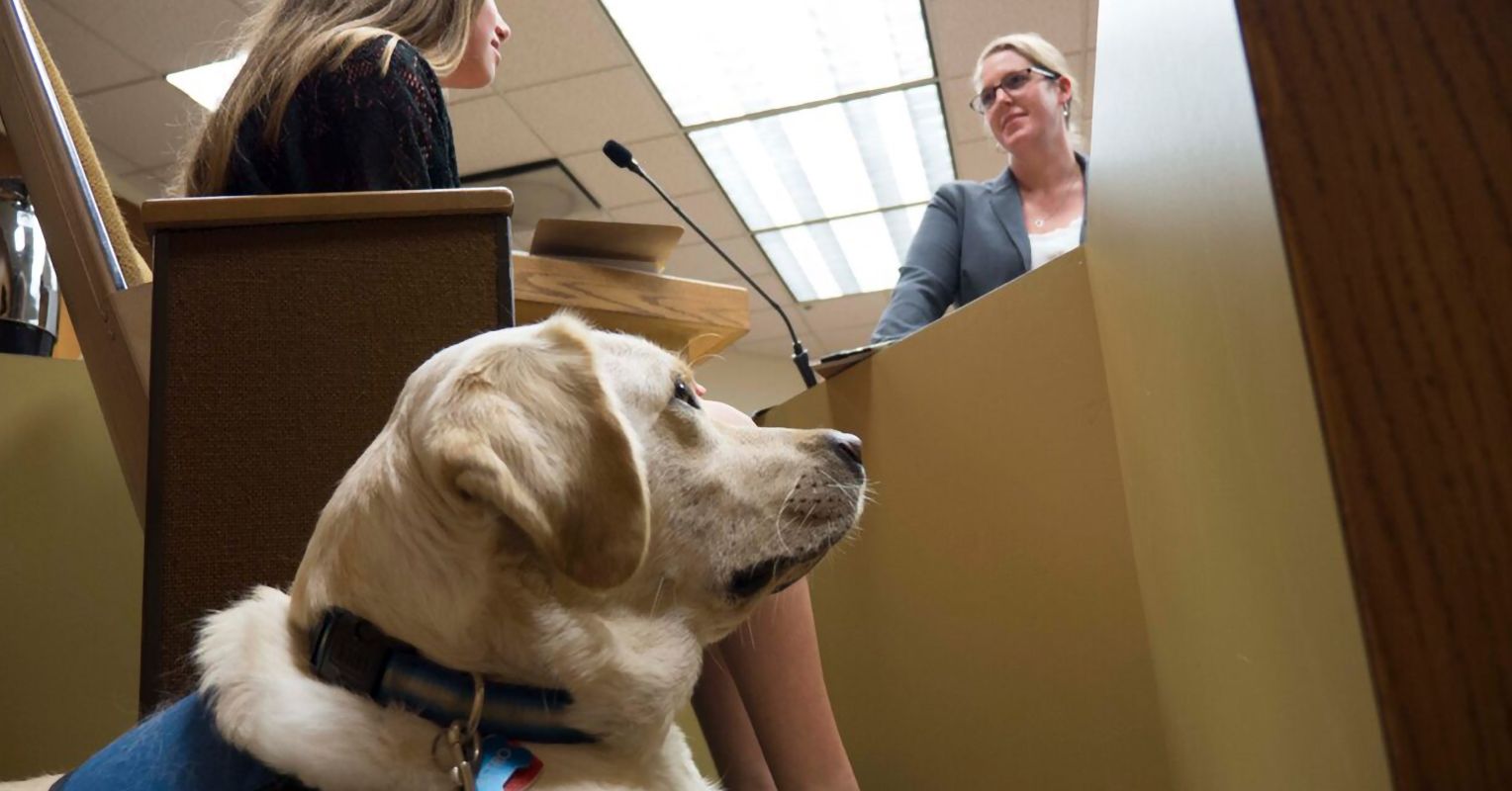 What Is That Dog Doing in the Witness Box? | Psychology Today