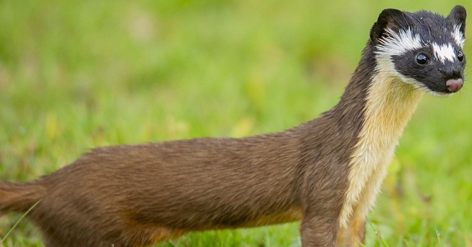 Are Weasel Words Affecting Your Relationships? | Psychology Today