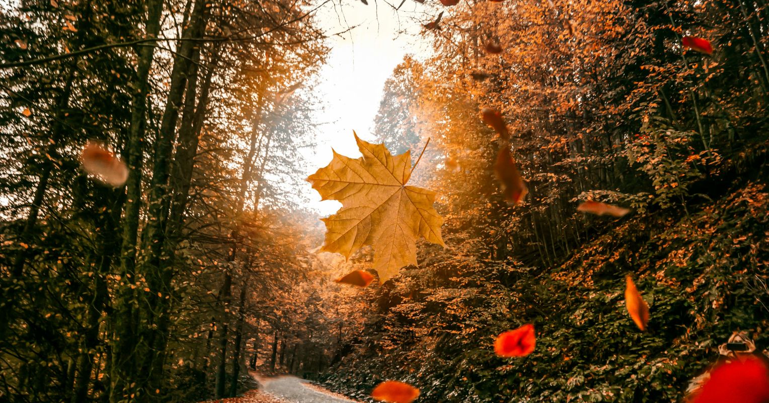 Catch a Falling Leaf: A Different Approach to Mindfulness | Psychology ...