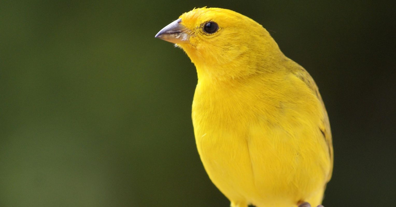 Are Depression and Anxiety the Latest Canary in a Coal Mine ...