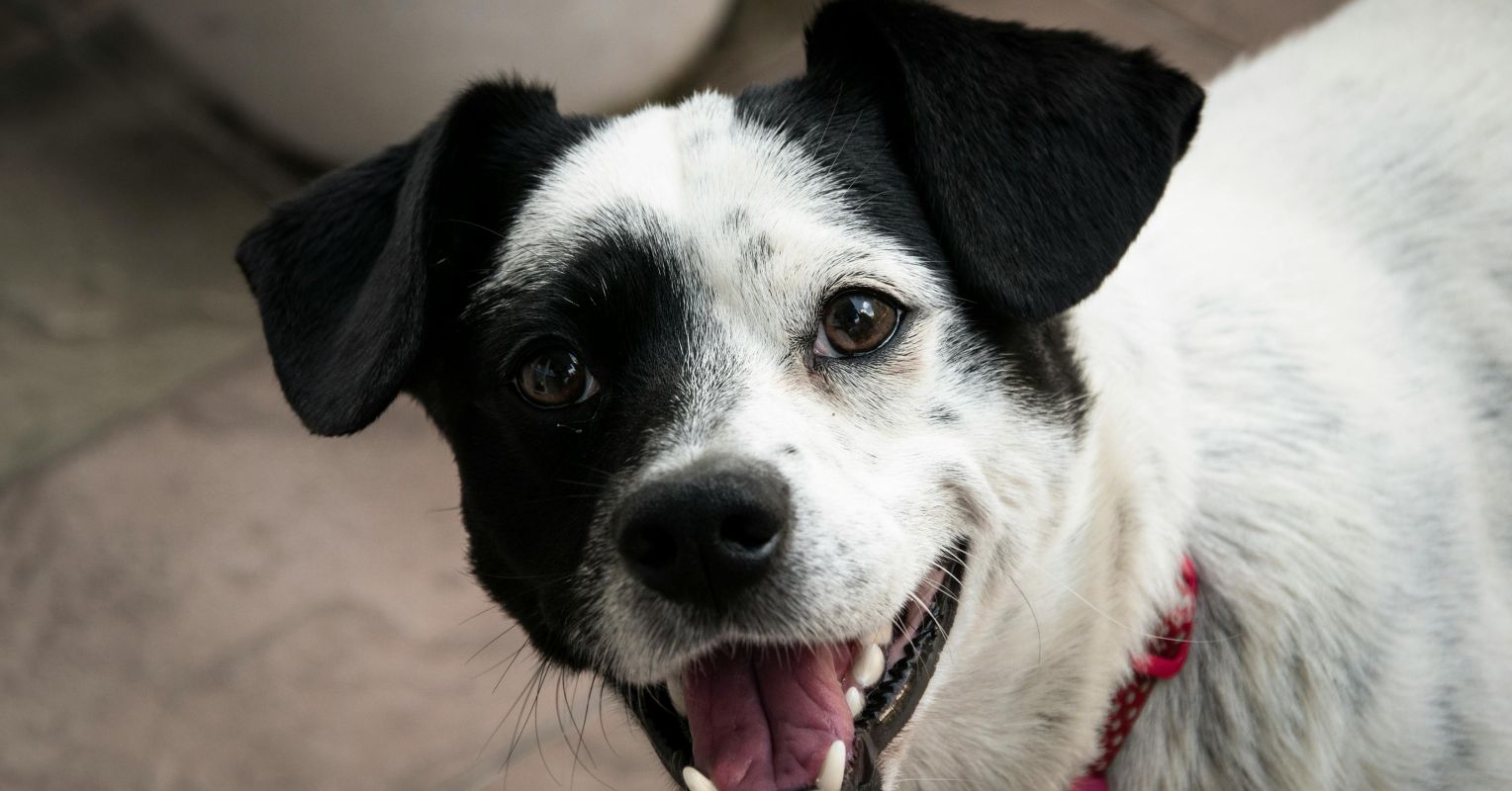 What Does Being Alpha Really Mean? Dogs and Wolves Tell Us | Psychology ...