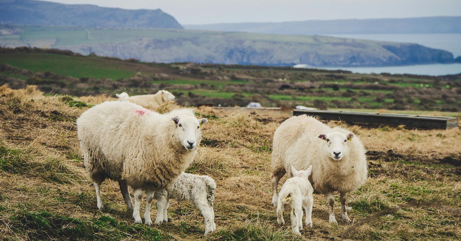 The Wisdom, Intellect, and Emotional Lives of Sheep | Psychology Today