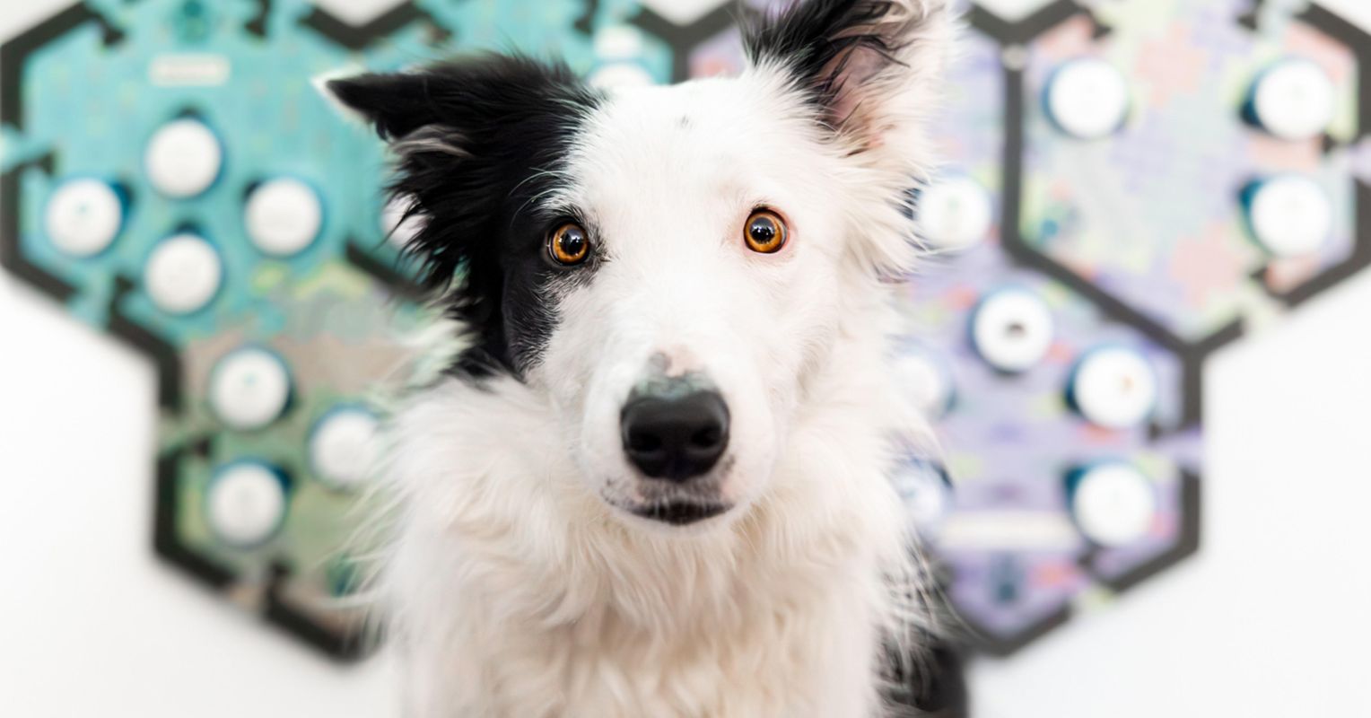 Pet Sounds: Investigating Dogs’ Use of Soundboard Buttons | Psychology ...