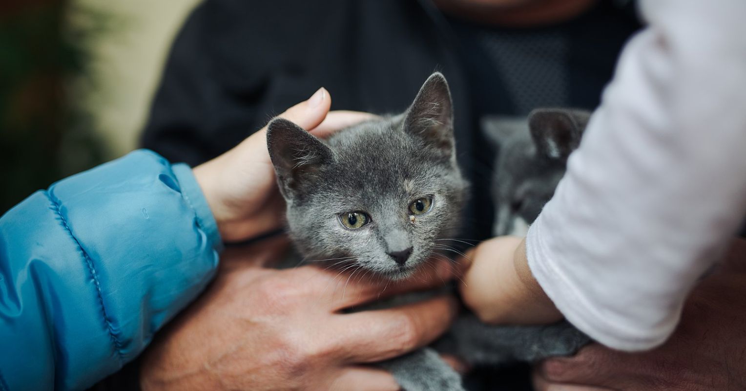 Why Animal Companions Matter | Psychology Today Australia