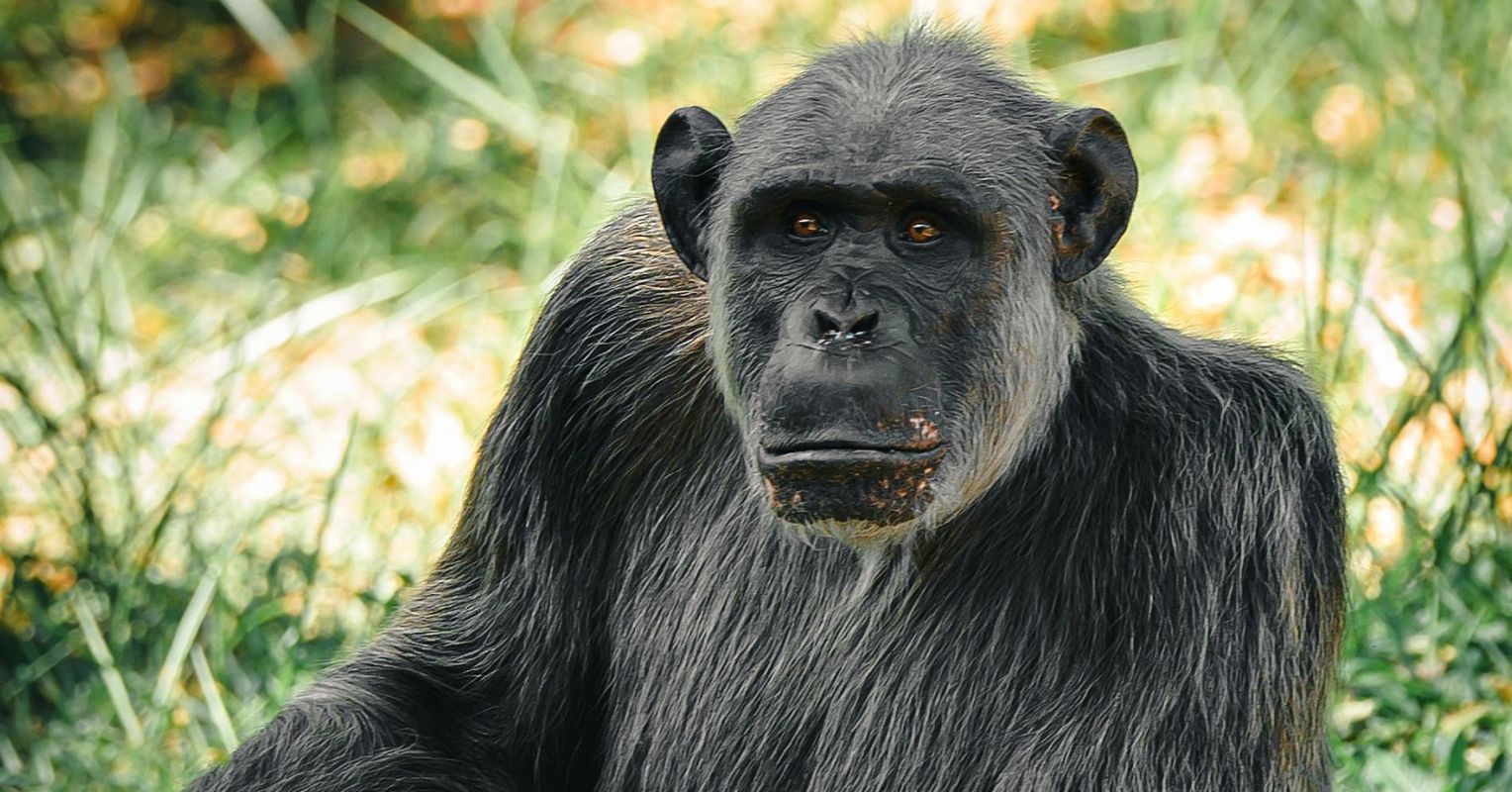 'The Suffering Animal': Balancing Vulnerability and Power | Psychology ...