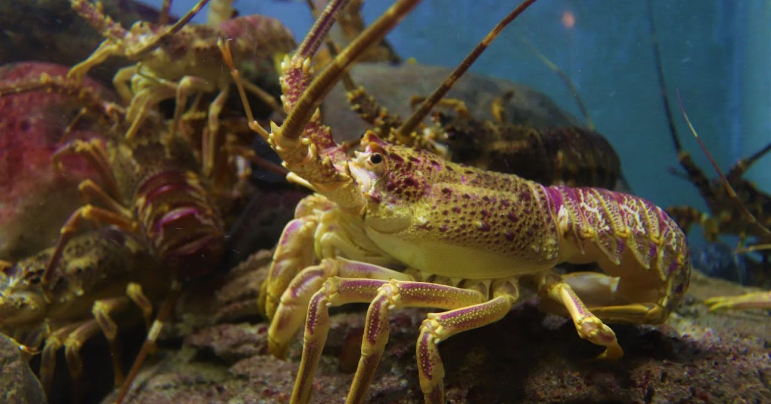 Lobsters and the Meaning of Life | Psychology Today Canada