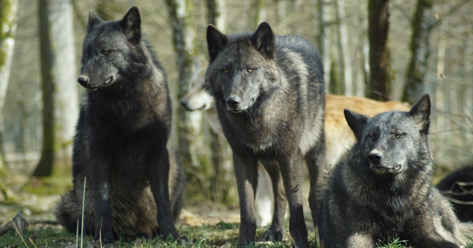 Colorado's New Family of Wild Wolves Must be Celebrated | Psychology ...