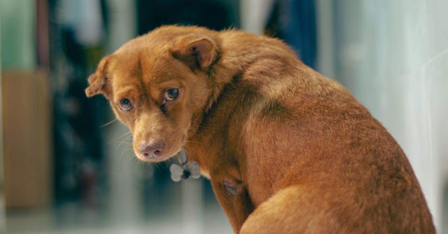 grieving dog behavior