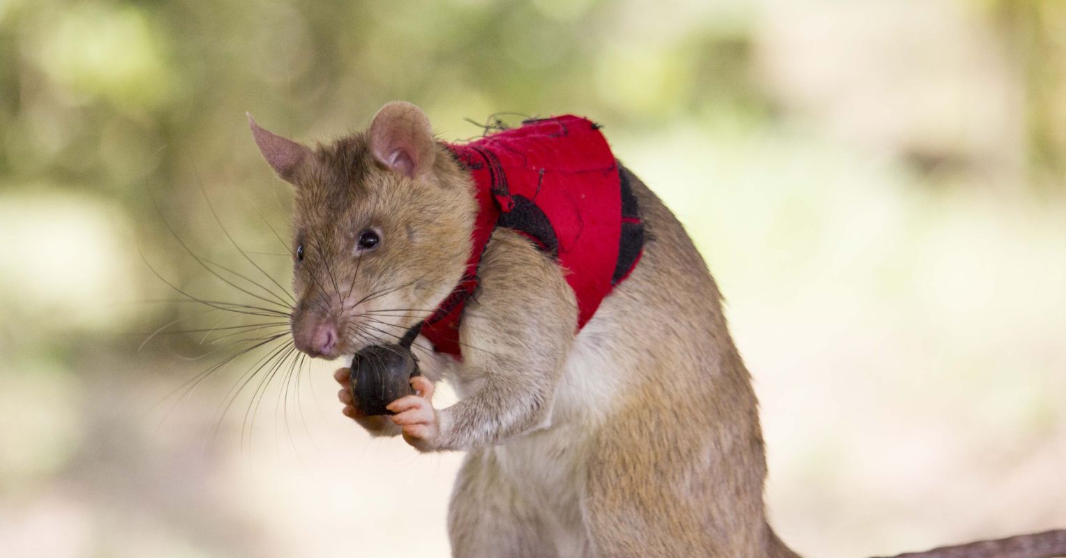 African Rats Detect Scent and Combat Wildlife Trafficking | Psychology ...