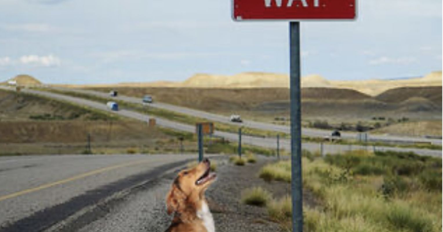 Long Distance Homing by Dogs: How They Might Do It and Why | Psychology ...