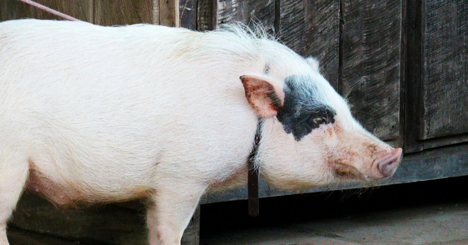 In Praise of Mini Pigs and Their Therapeutic Potential | Psychology Today