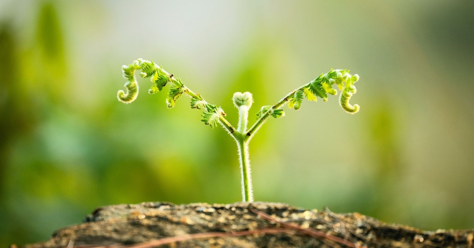 Stories Give Us Roots and Wings | Psychology Today