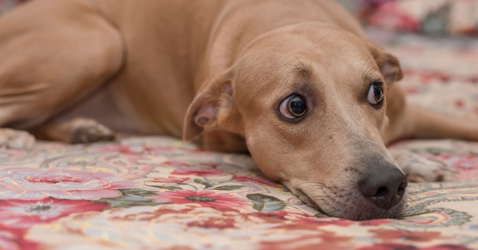 The Best Ways to Help Anxious or Fearful Dogs | Psychology Today New ...