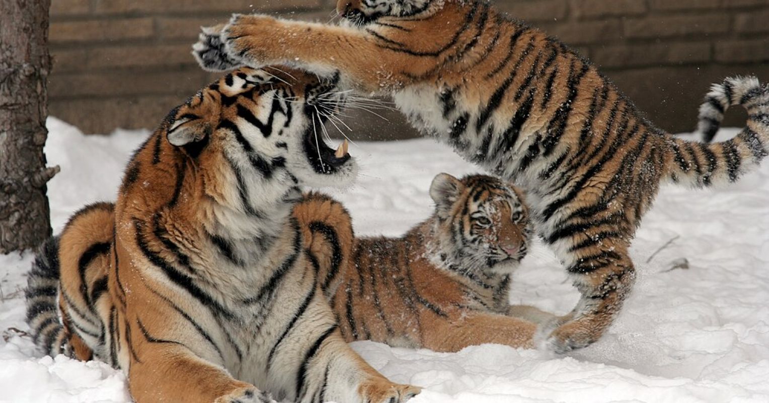 Can Animals Negotiate? | Psychology Today