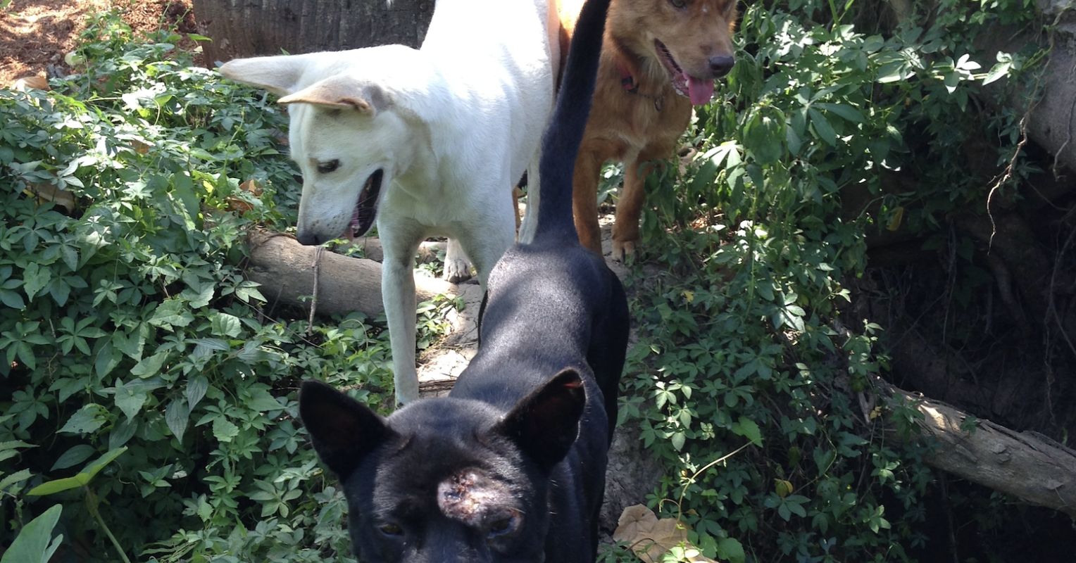 Are Free-Ranging Dogs Better Off When "Saved" by Humans? | Psychology ...