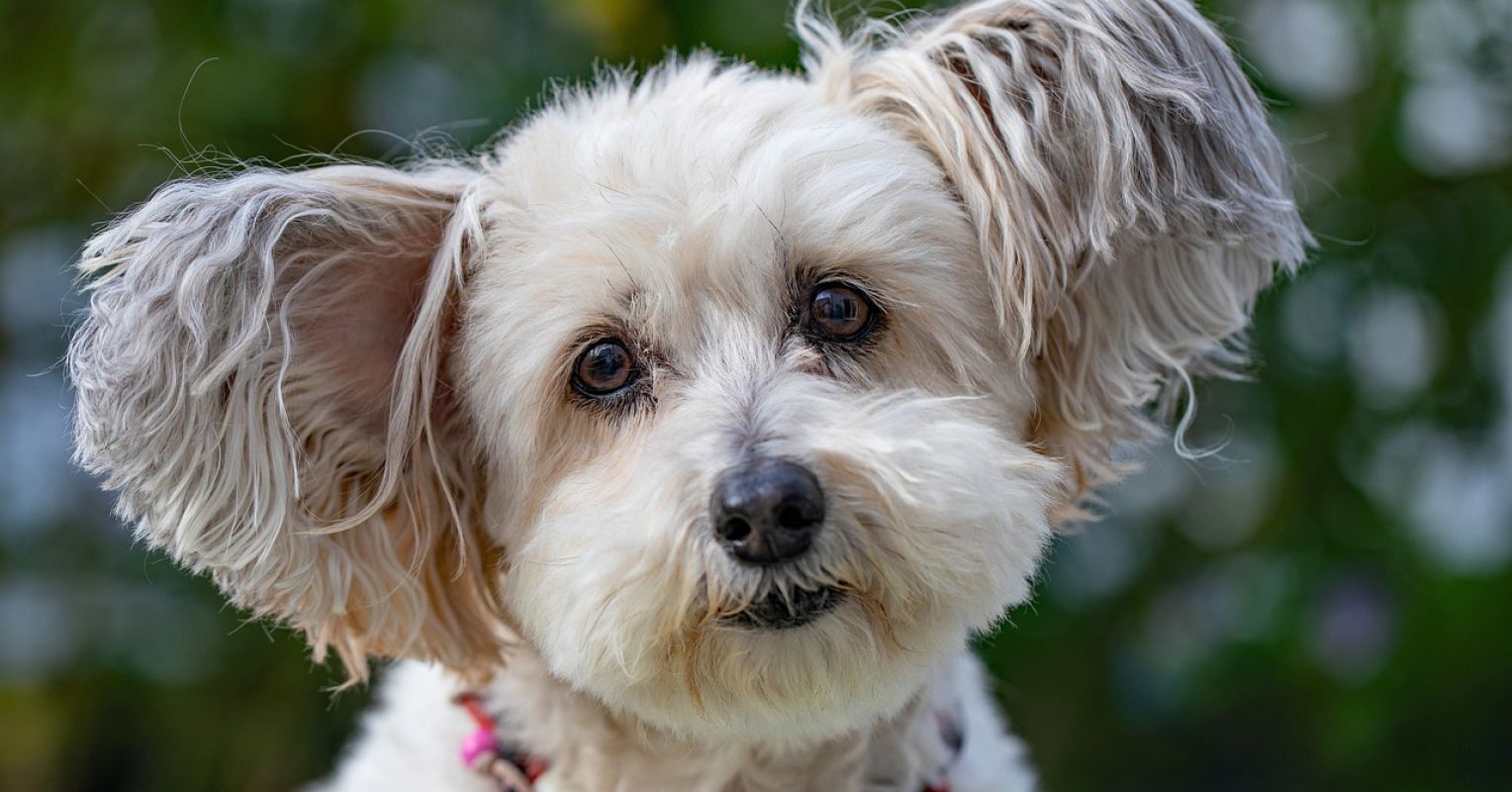 Ten Facts About Anxious, Fearful, and Reactive Dogs | Psychology Today