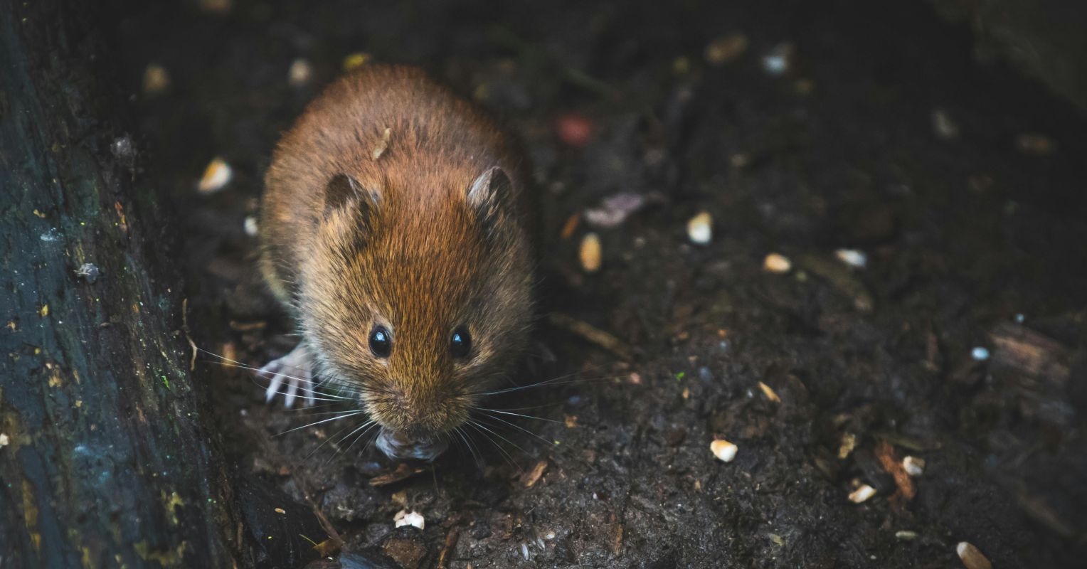 The Rise and Demise of Calhoun's Utopia: Mouse Universe 25 | Psychology ...