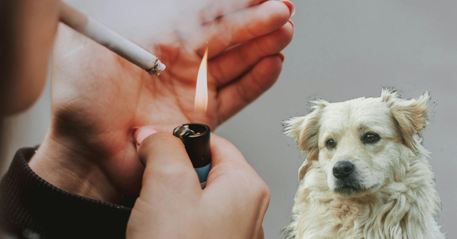Is a Smoker in Your House Killing Your Dog? | Psychology Today Canada