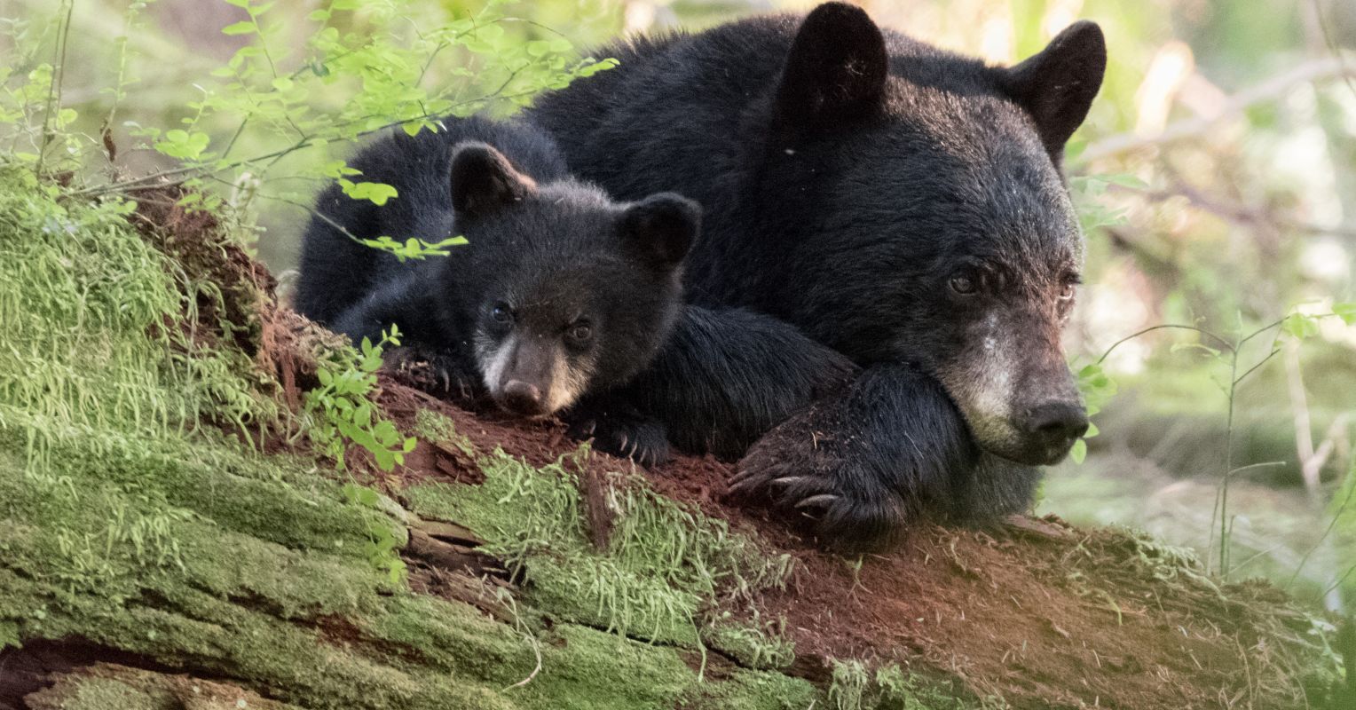 Compassion Fatigue: Indirect Harms From Caring About Animals ...