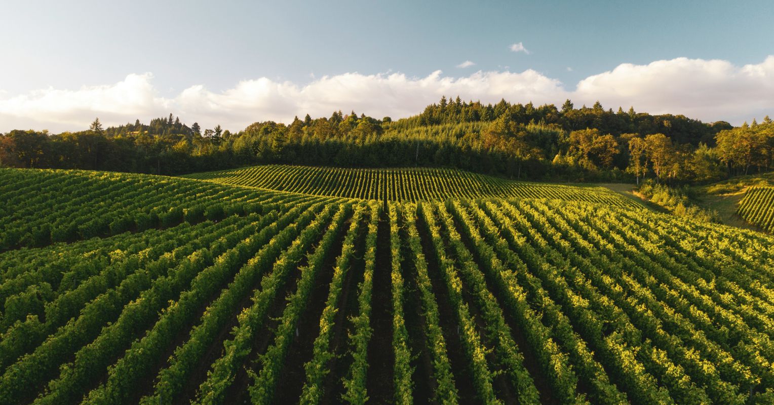 Life Lessons from the Vineyard | Psychology Today