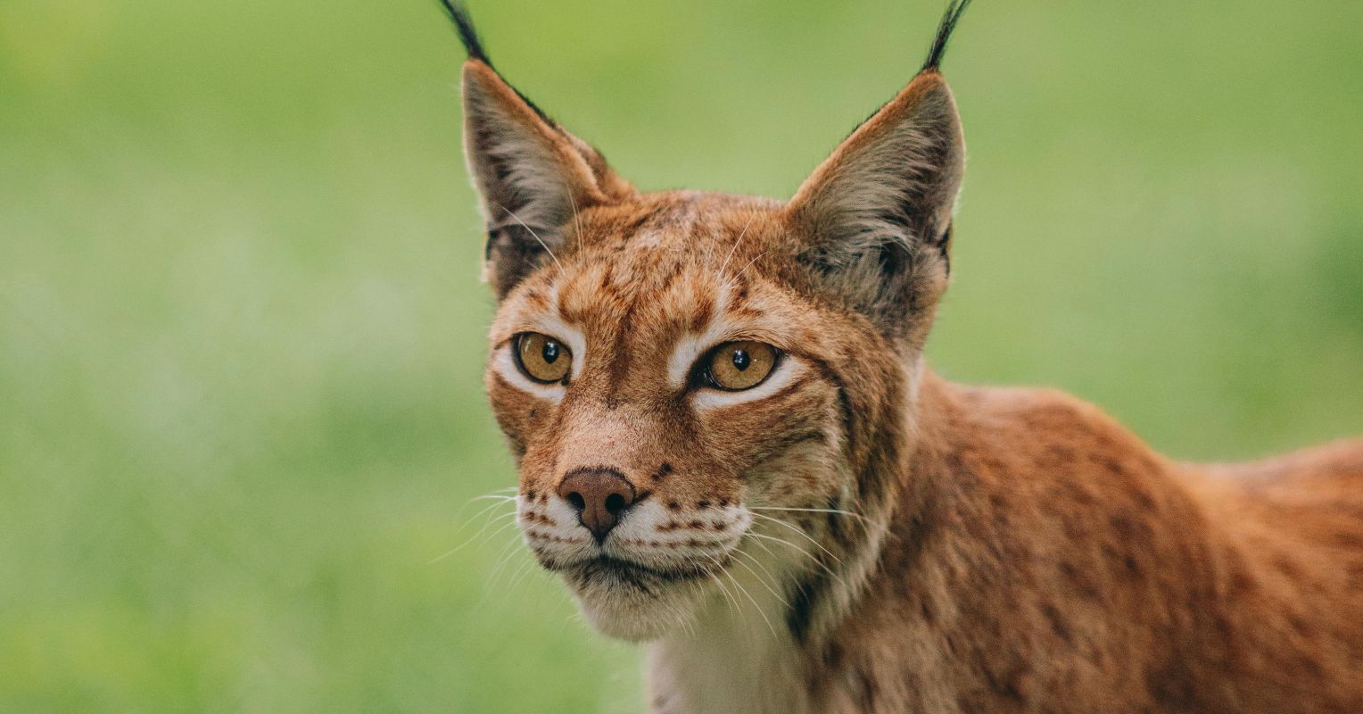 Living With Lynx: A Blueprint for Psychologically Rewilding ...