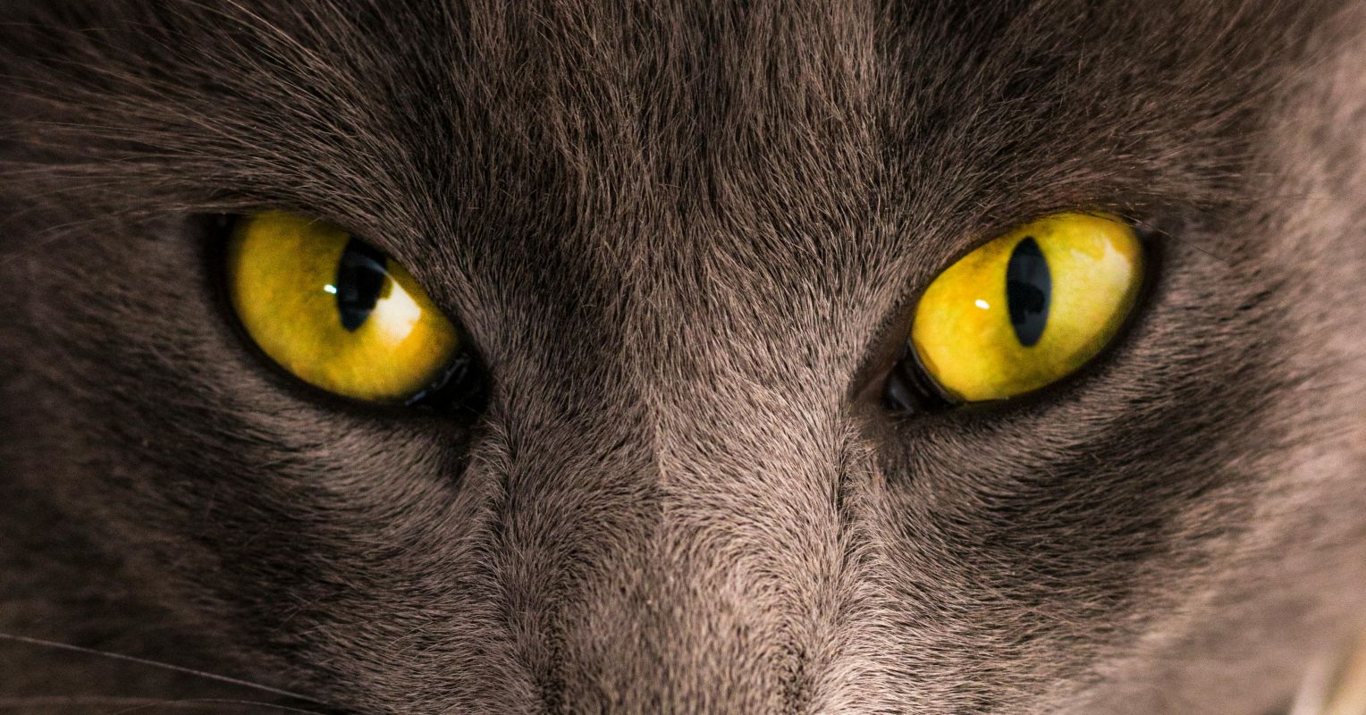 When Cats Play, They Mirror One Another's Feline Faces | Psychology Today