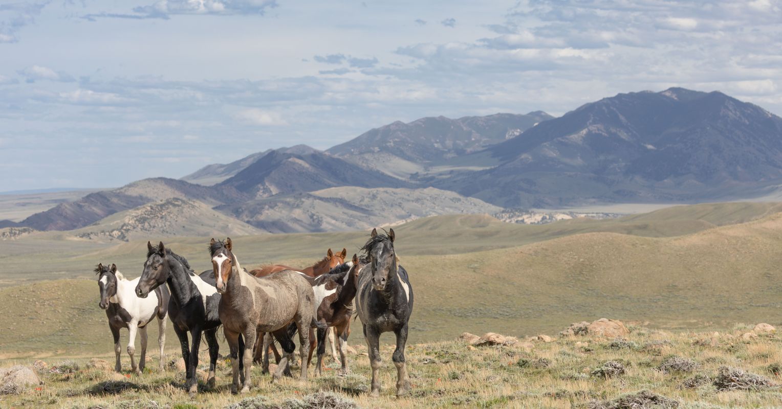 The Wild Horse Effect and The Transformative Power of Nature ...