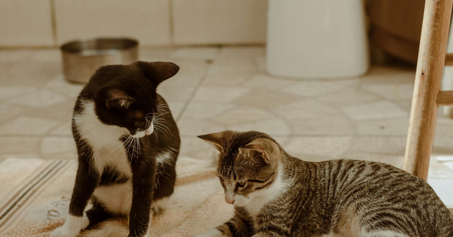 The Social Life of Cats | Psychology Today