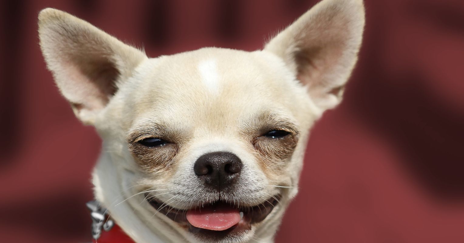 Do Dogs Smile? | Psychology Today