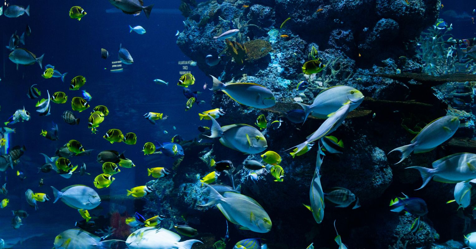 Why We All Start as Fish | Psychology Today