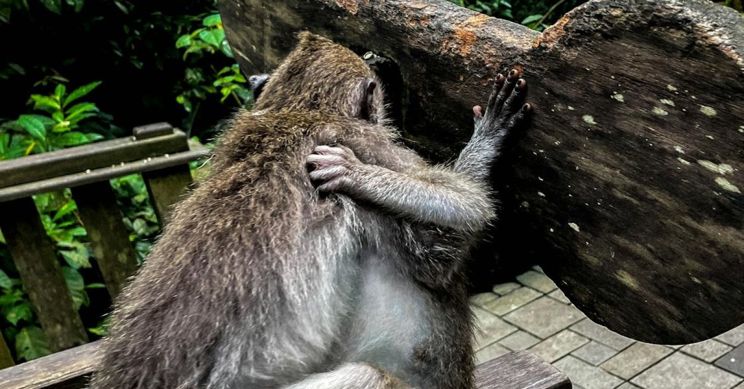 The Evolution Of Sex Gender Mating And Social Relations Flipboard