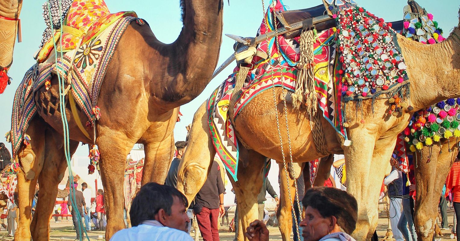 Animal Festivals: An Exposé From the Animals' Point of View ...