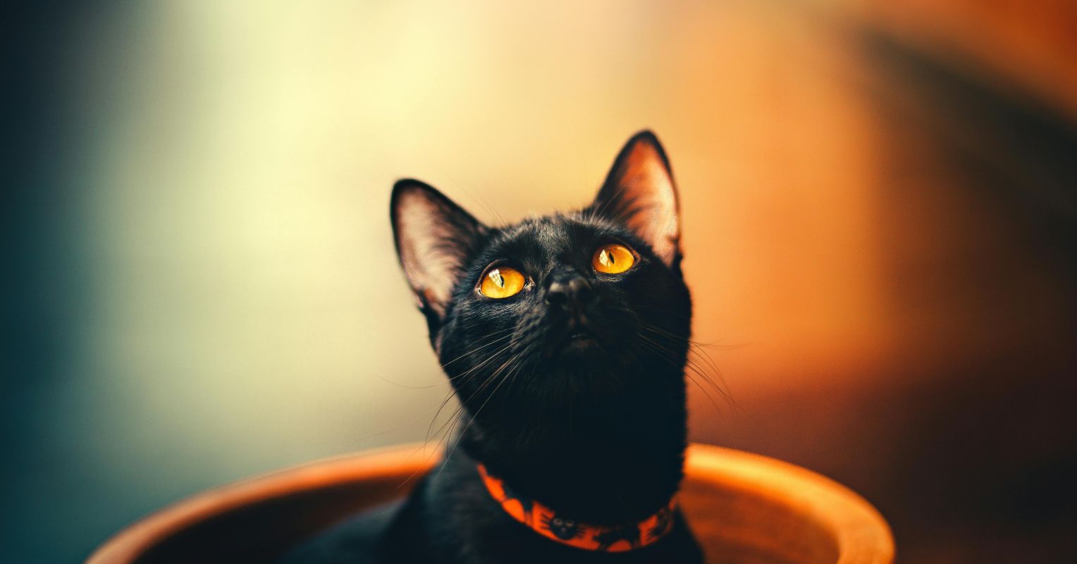 La película Flow es justo lo que necesitamos en este momento ...