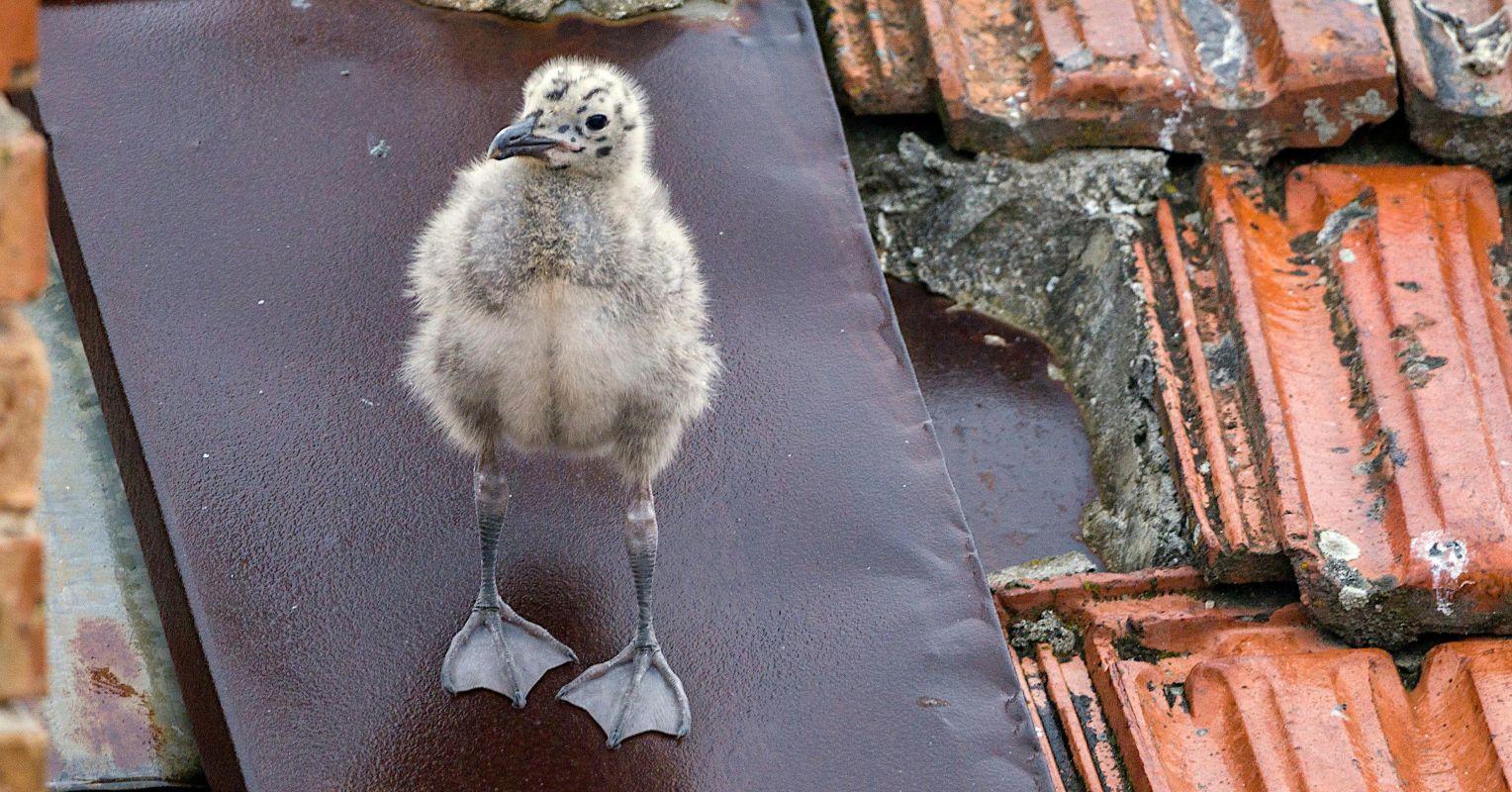 Depression and Mobile Phones | Psychology Today New Zealand