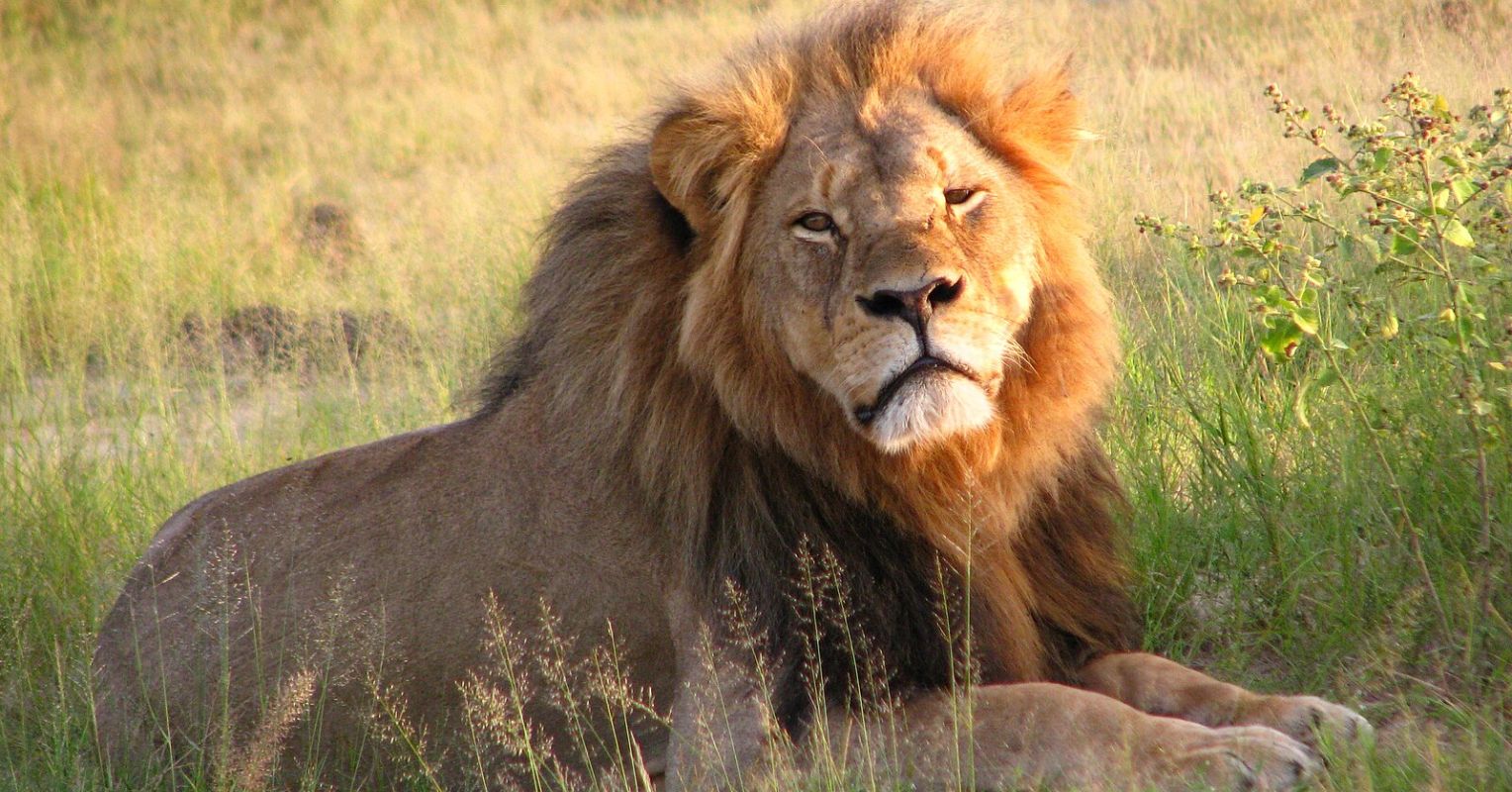 Keeping Cecil the "Poster Lion" Alive to End Trophy Hunting ...