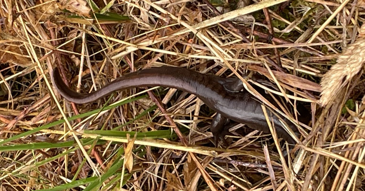 Dreaming & Memory: How Sleep Boosts Brain Recall 🧠 – Archyde