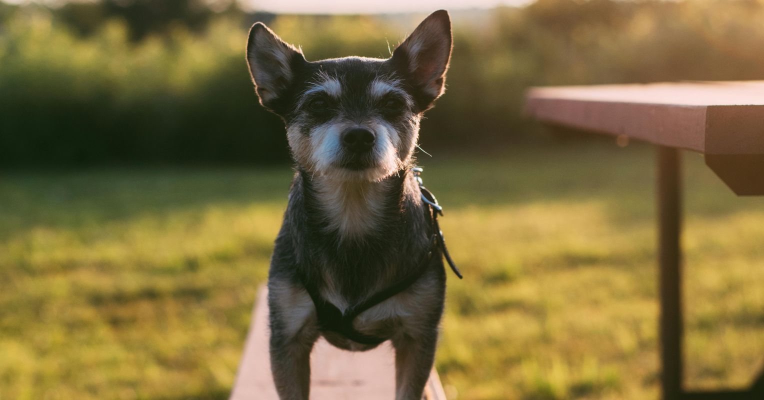 Secrets to Using Food in Animal Training | Psychology Today South Africa