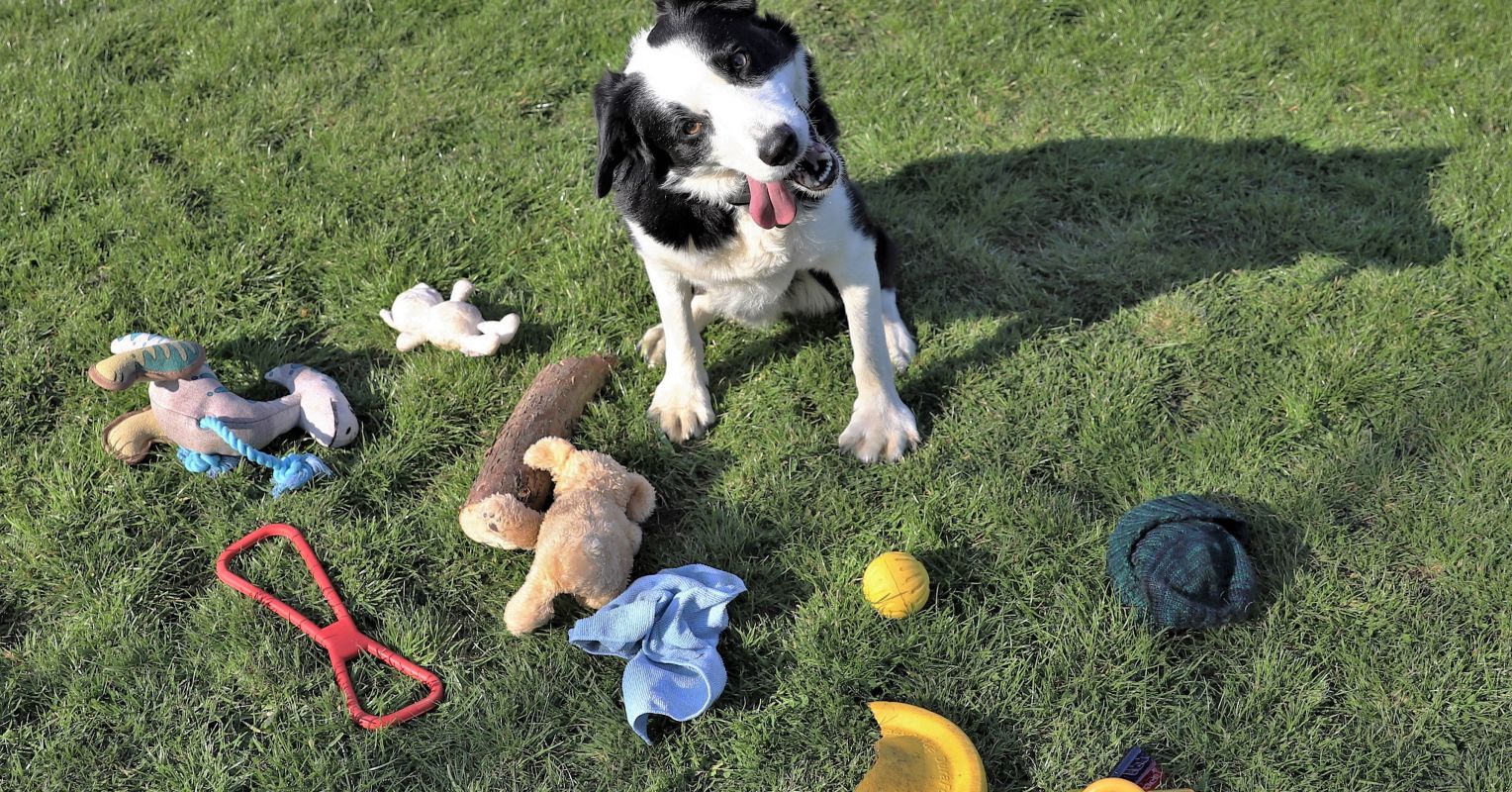 Genius Dogs or Not? | Psychology Today South Africa