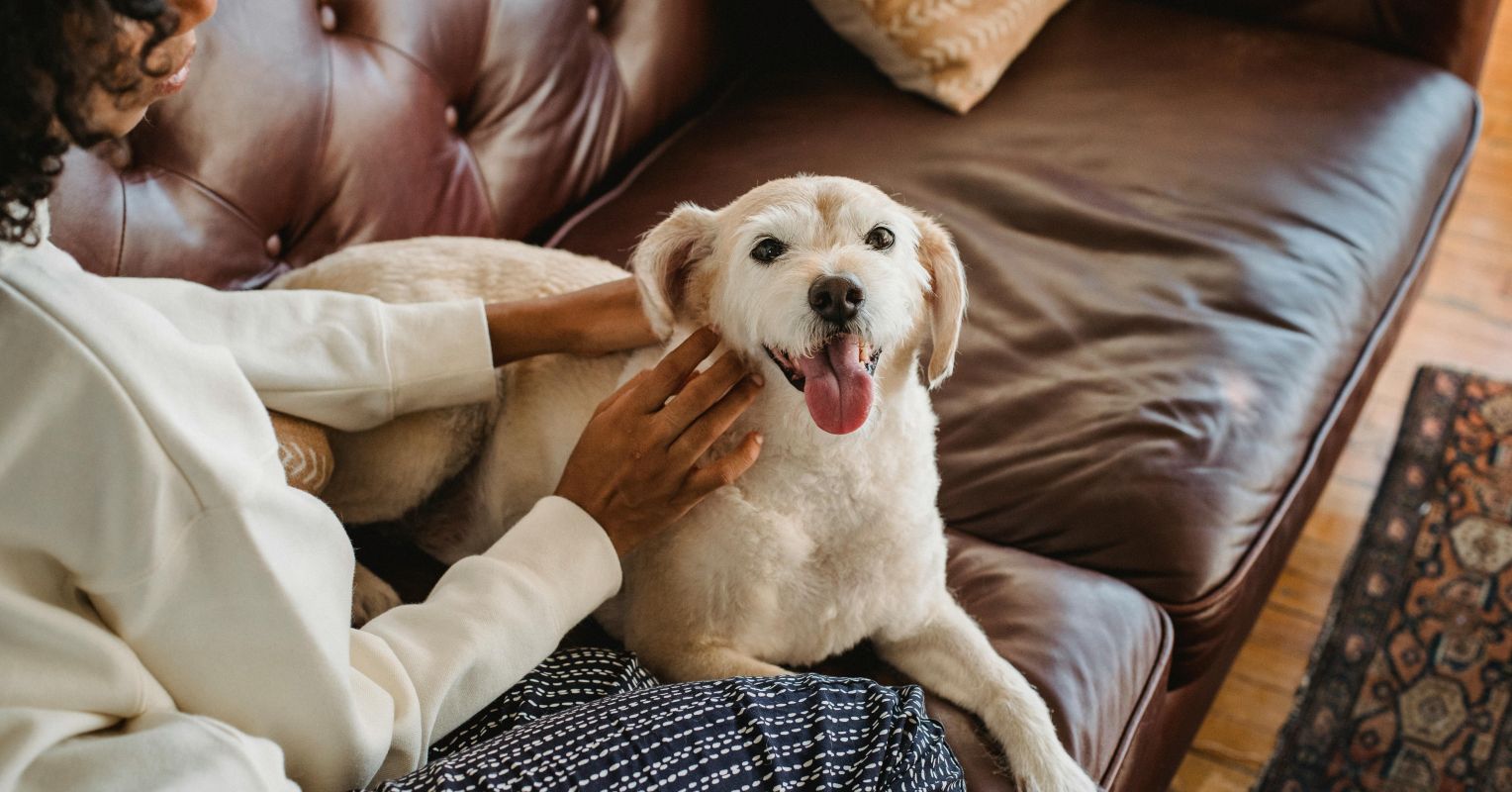 Being a "Dog Parent" Can Boost Happiness After Gray Divorce ...