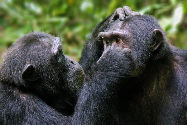 The Chimpanzee War | Psychology Today