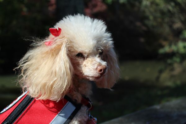 What Makes a Good Therapy Dog? | Psychology Today Singapore
