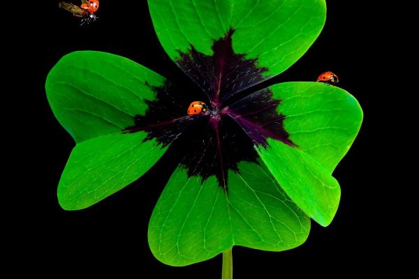 The Secret to Finding Your Bliss | Psychology Today