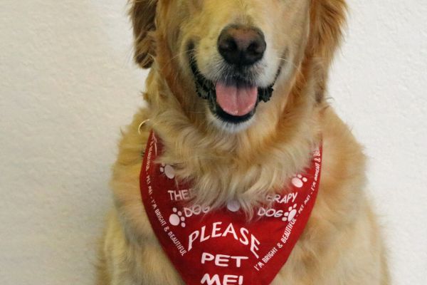 What Makes a Good Therapy Dog? | Psychology Today