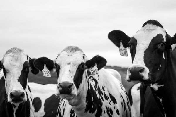 Cows: Science Shows They're Bright and Emotional Individuals ...