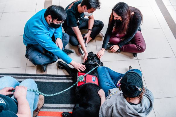 Who Makes a Good Therapy Dog? | Psychology Today