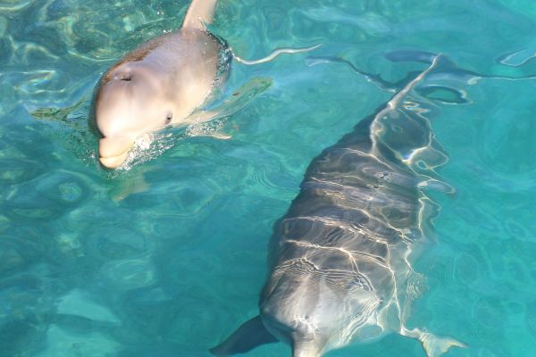 Wolf Leader Pairs Stay Together for Life | Psychology Today