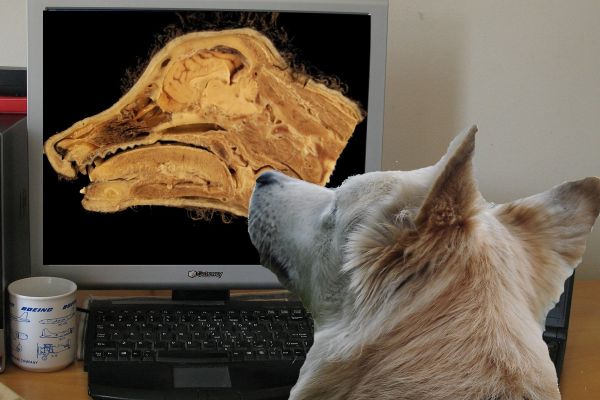 Can Dogs Detect Ghosts, Spirits, or Hallucinations? | Psychology Today