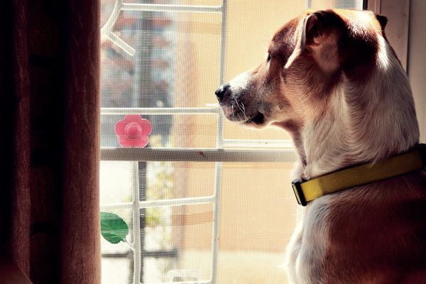 Which Emotions Do Dogs Actually Experience? | Psychology Today