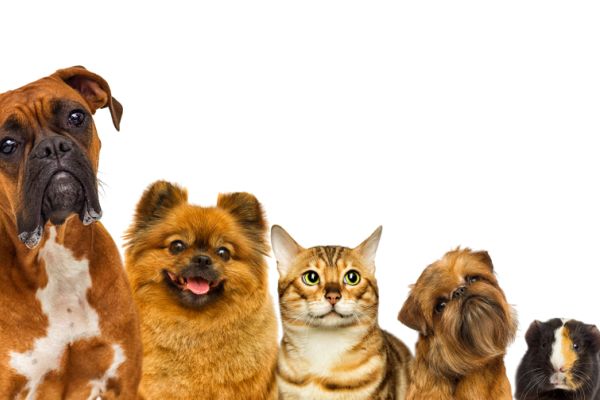 The Evolved Nest: Nature's Way of Nurturing Young Ones | Psychology Today